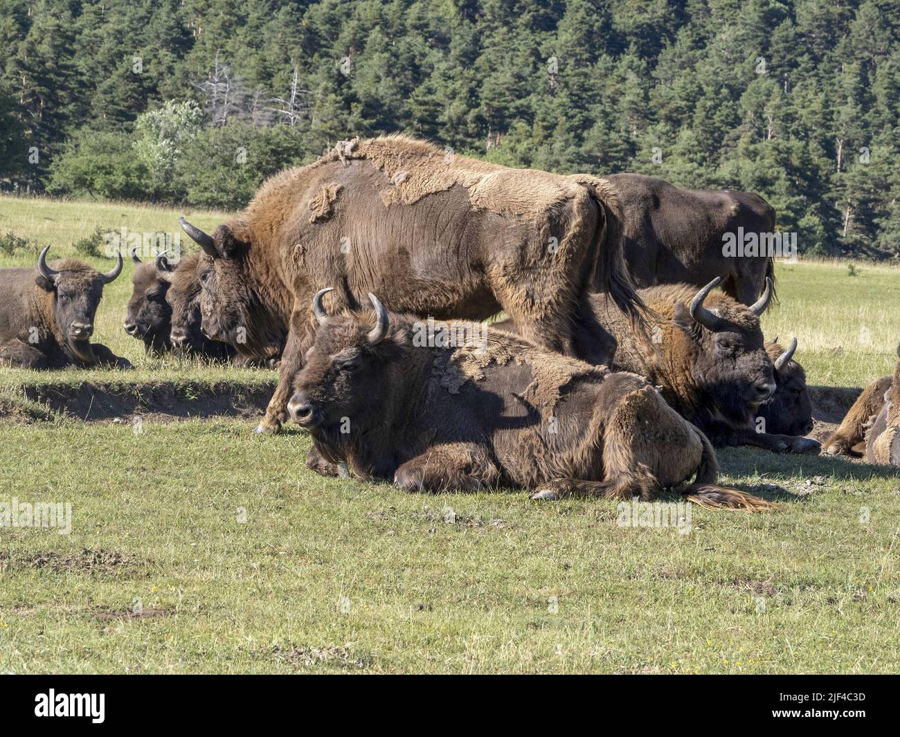 European bison portrait in summer season Stock Photo - Alamy