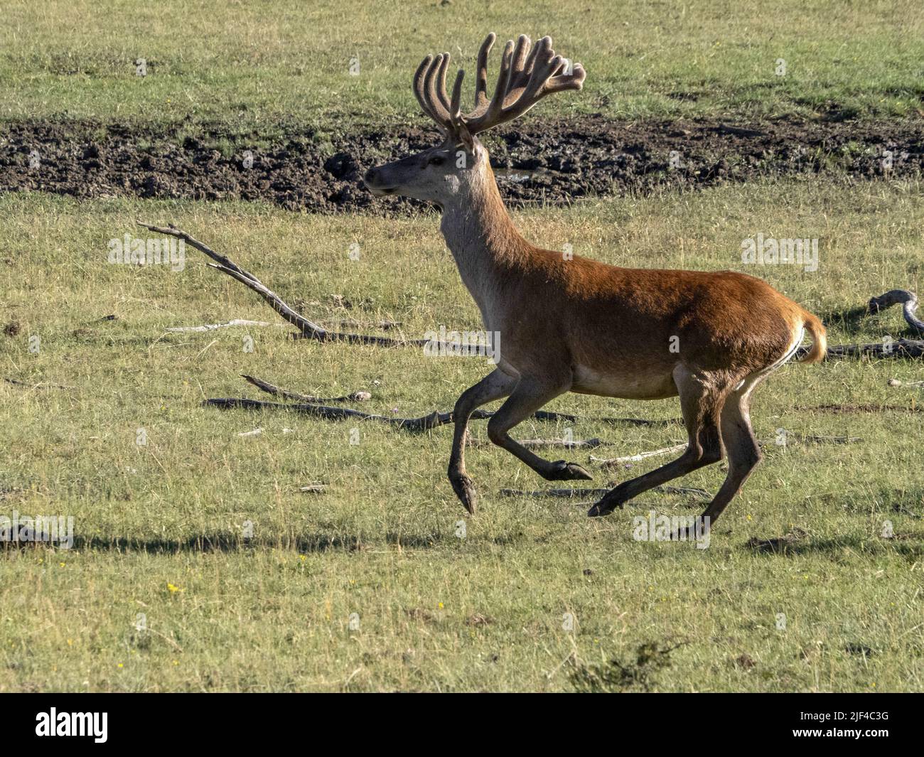 European deer portrait in summer season while running Stock Photo - Alamy