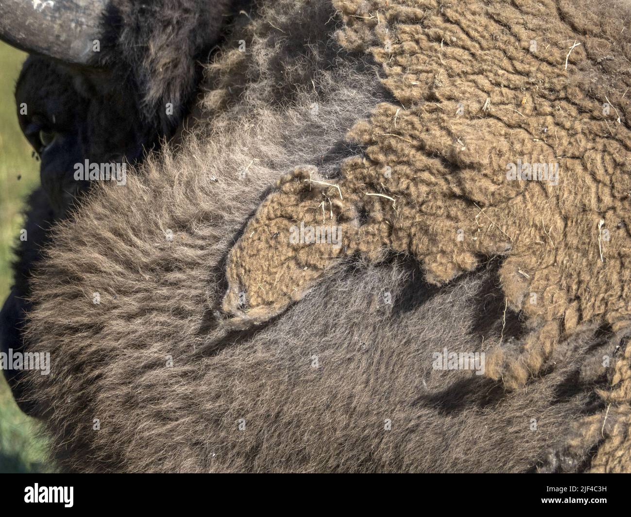 European bison portrait in summer season while mutating fur Stock Photo ...