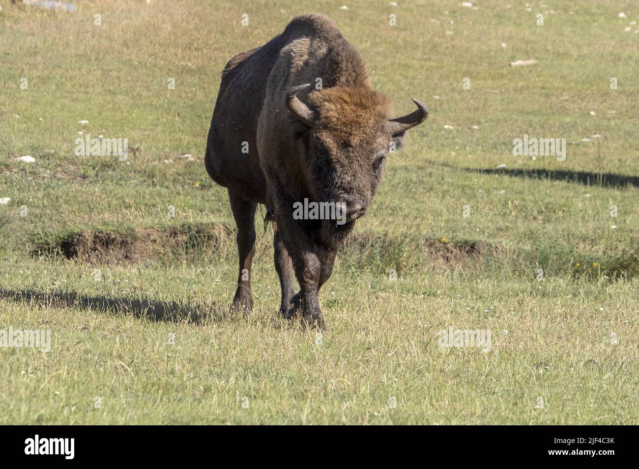 European bison portrait in summer season Stock Photo - Alamy
