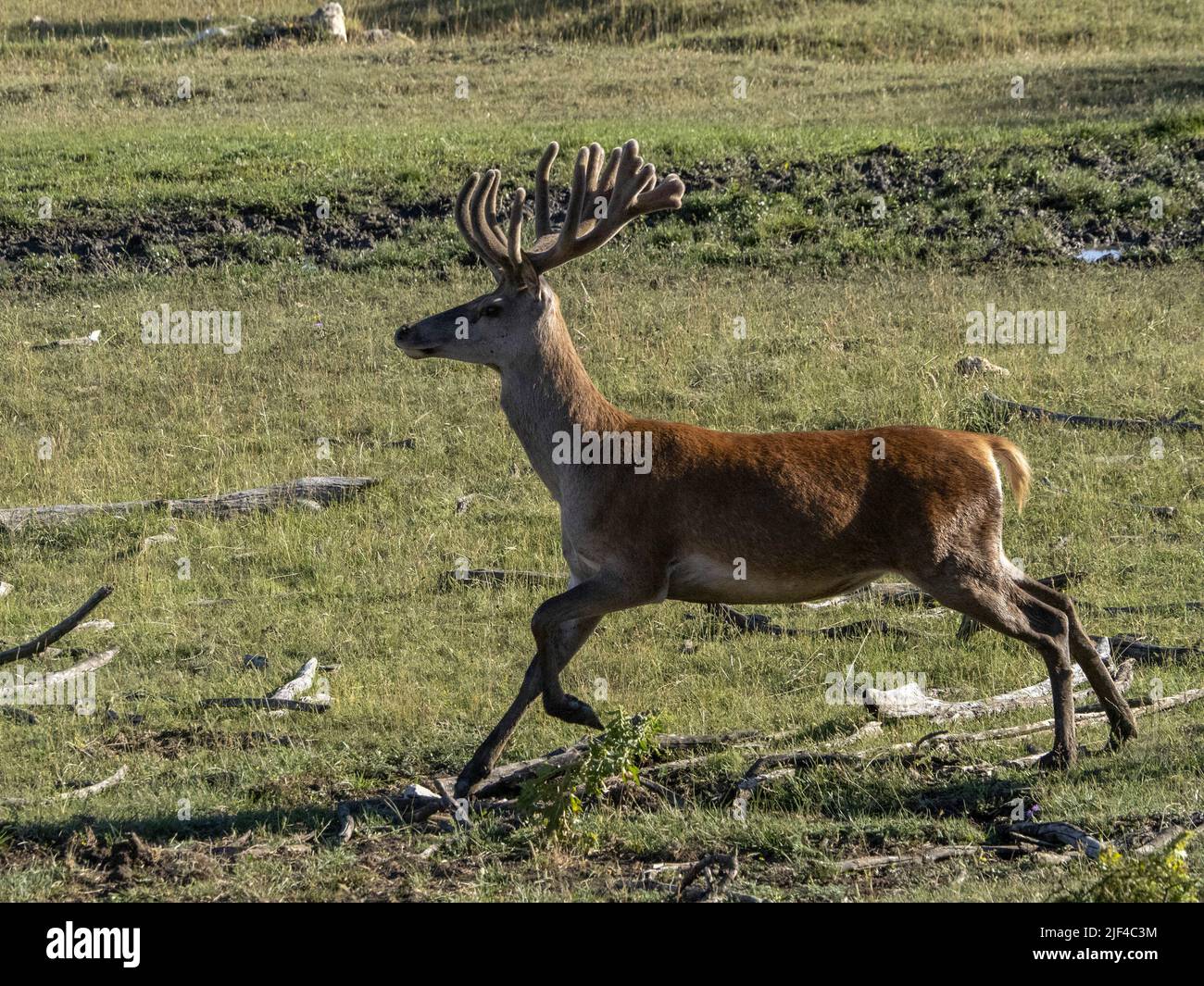 European deer portrait in summer season while running Stock Photo - Alamy