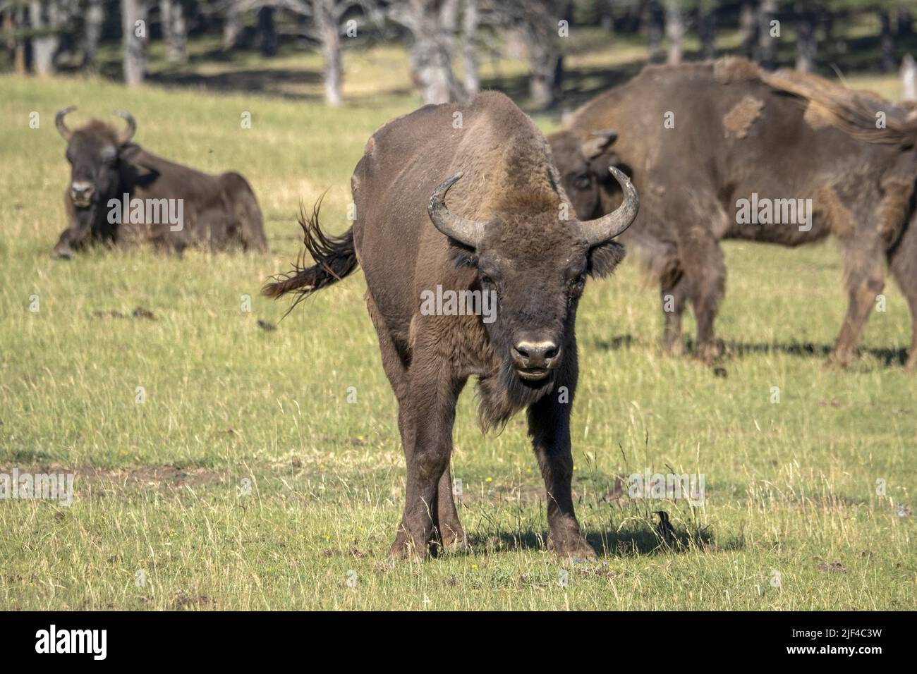 European deer portrait in summer season Stock Photo - Alamy