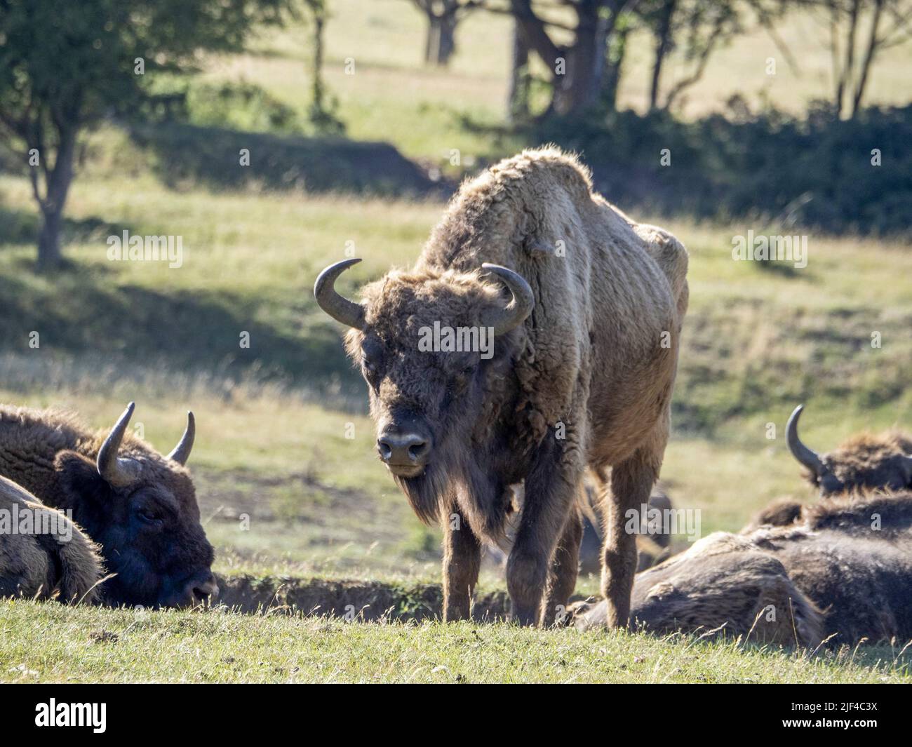 European bison portrait in summer season Stock Photo - Alamy