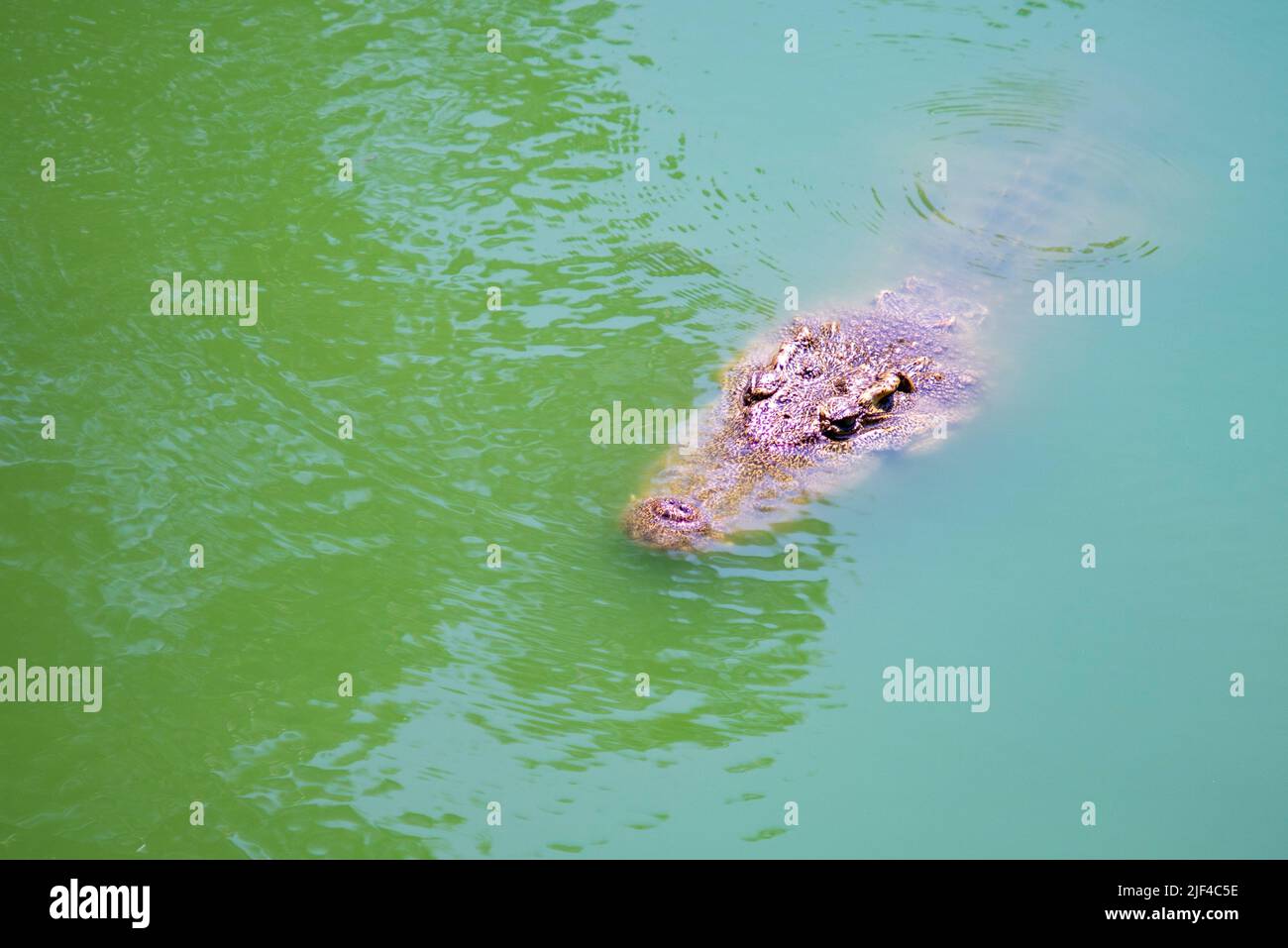Close up shot of alligator teeth hi-res stock photography and images ...