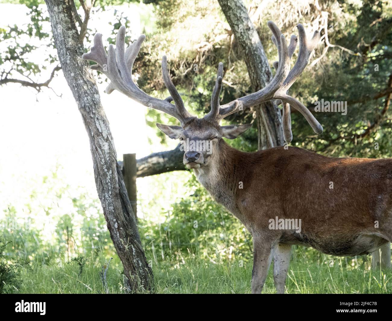European deer portrait in summer season Stock Photo - Alamy