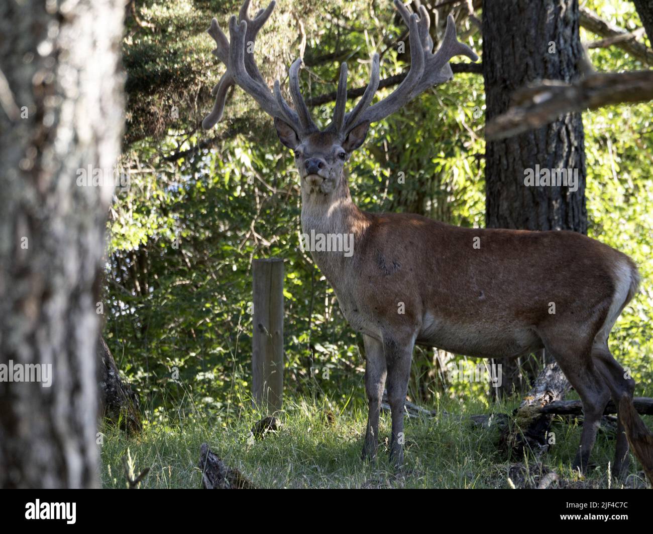 European deer portrait in summer season Stock Photo - Alamy