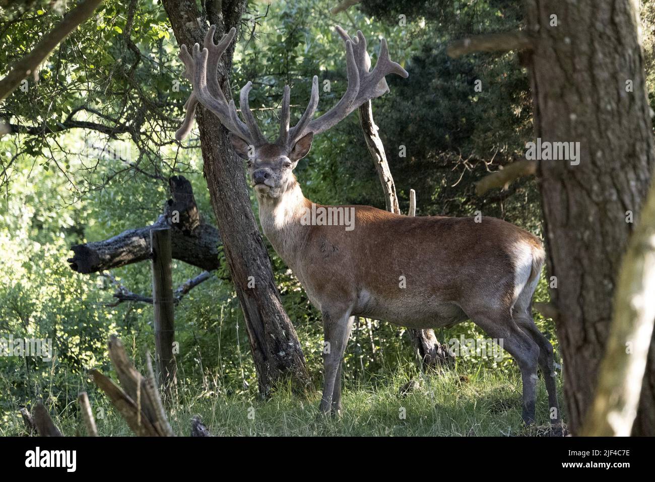 European deer portrait in summer season Stock Photo - Alamy