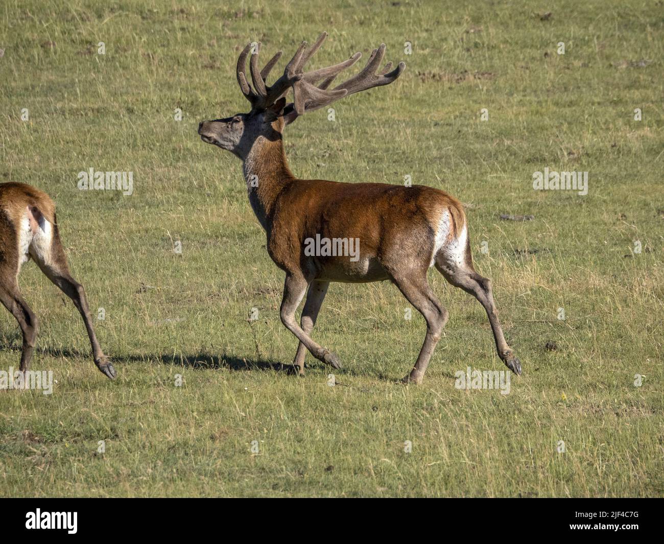 Male roe running on field hi-res stock photography and images - Alamy