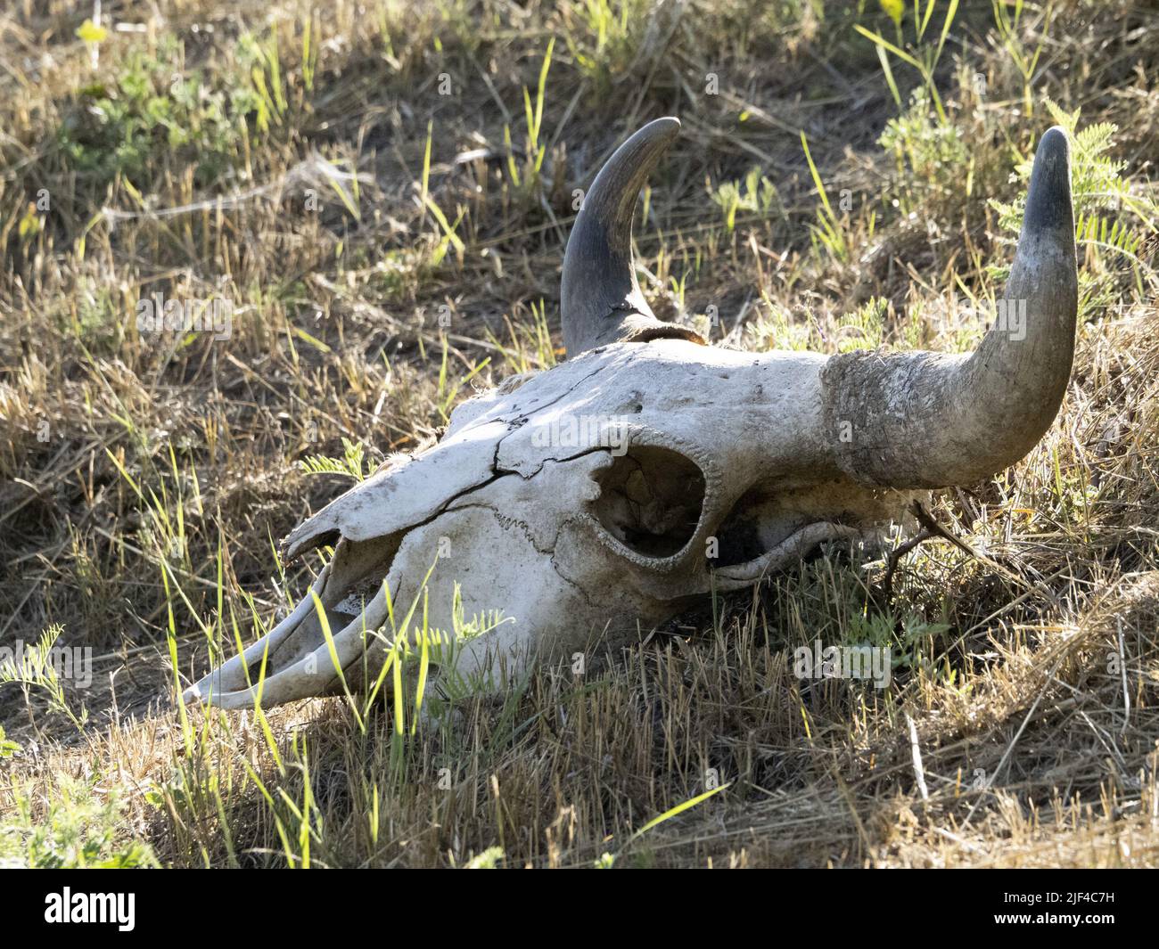 sead skull of European bison close up Stock Photo - Alamy