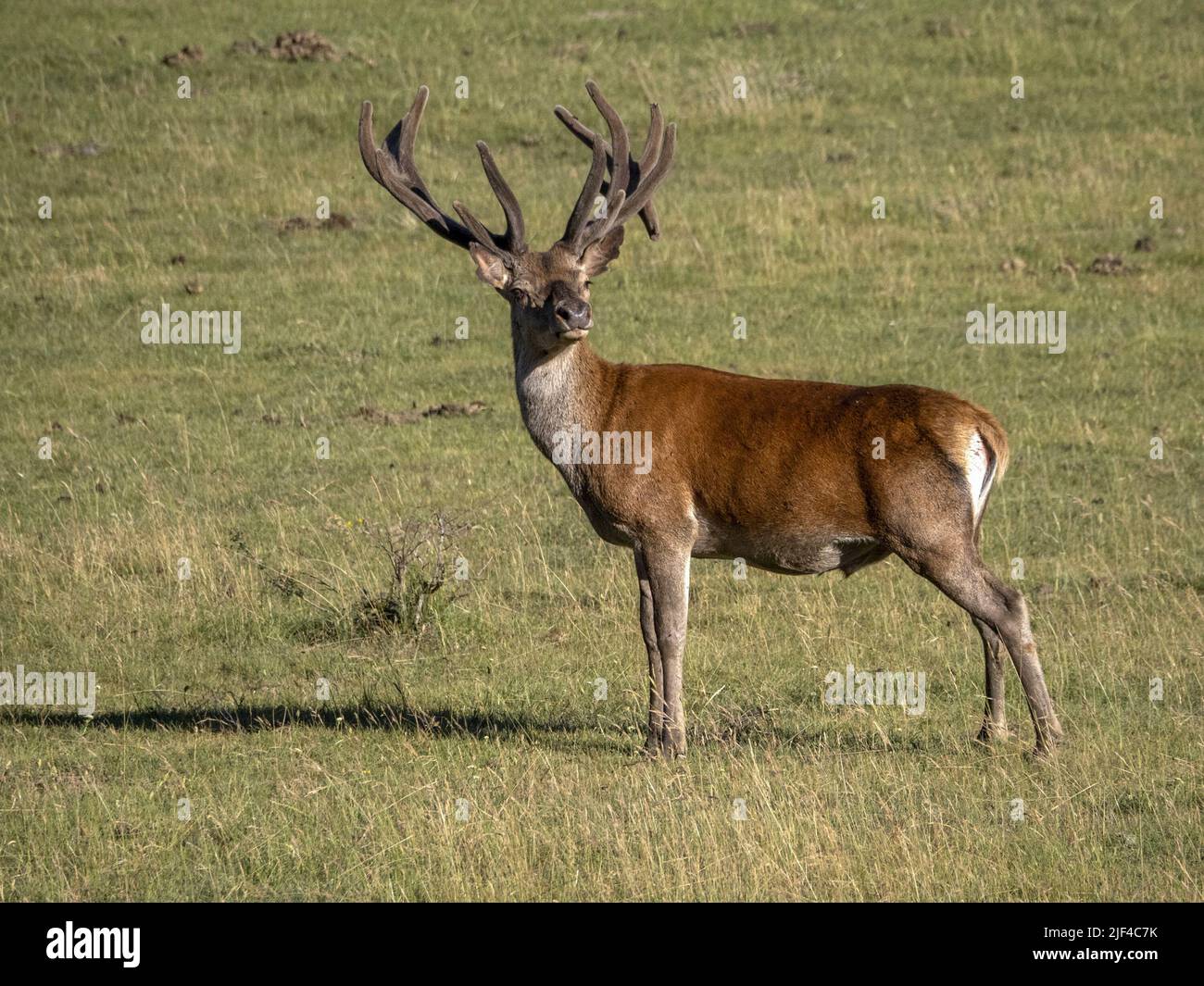 European deer portrait in summer season Stock Photo - Alamy