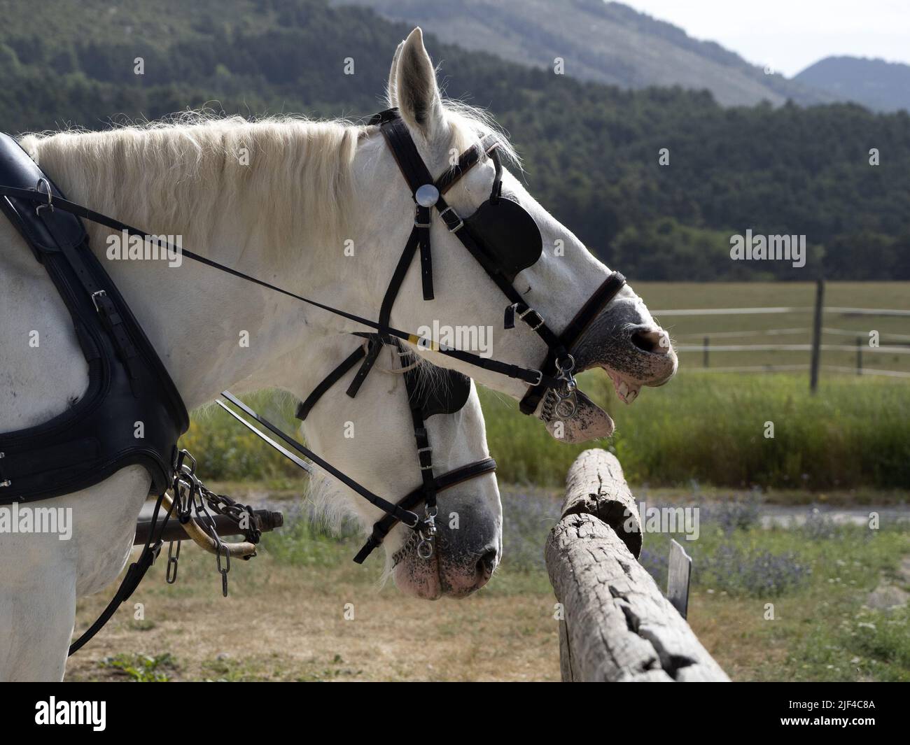 workhorse draft working horse close up detail Stock Photo - Alamy