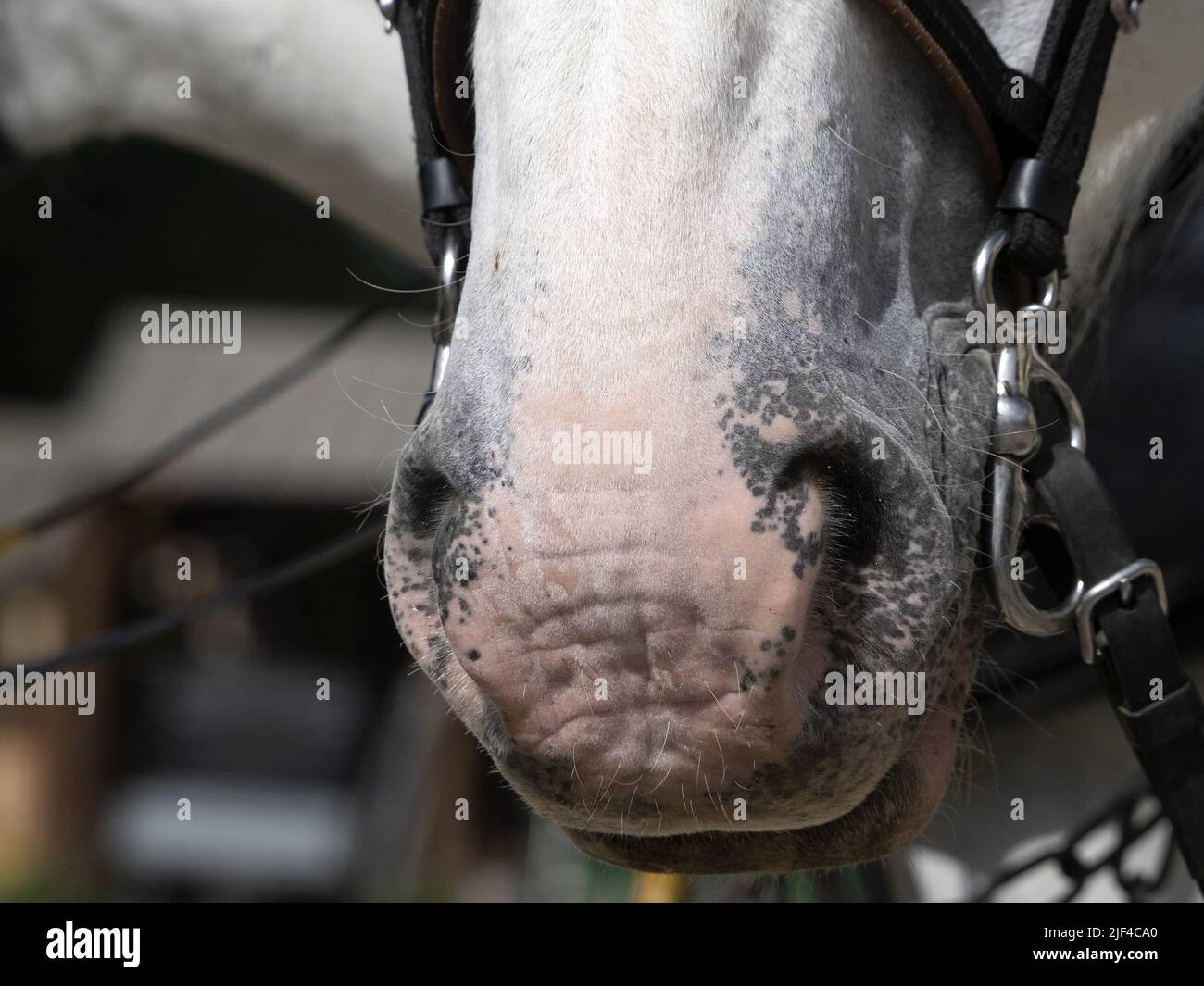 workhorse draft working horse close up detail Stock Photo - Alamy