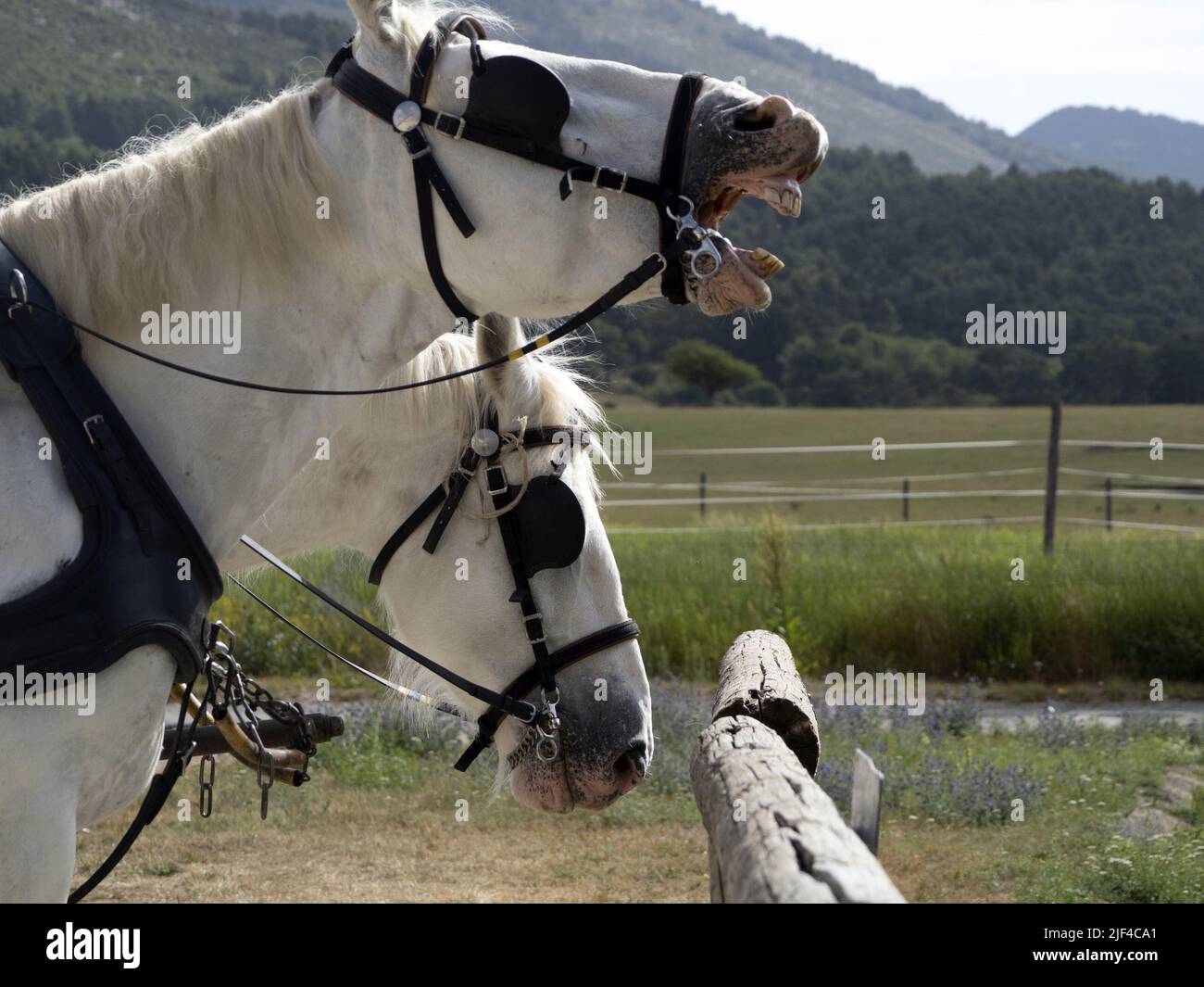 Draft horse galloping hi-res stock photography and images - Alamy