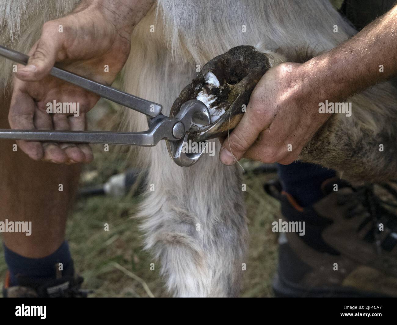 Blacksmith shoeing a donkey and cleaning hoof detail Stock Photo - Alamy