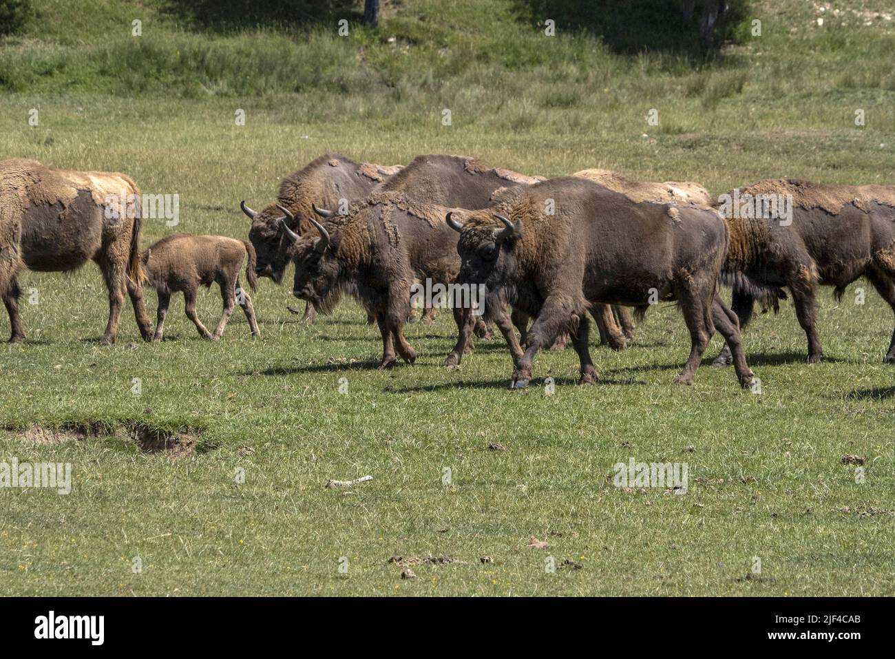 European bison portrait in summer season Stock Photo - Alamy