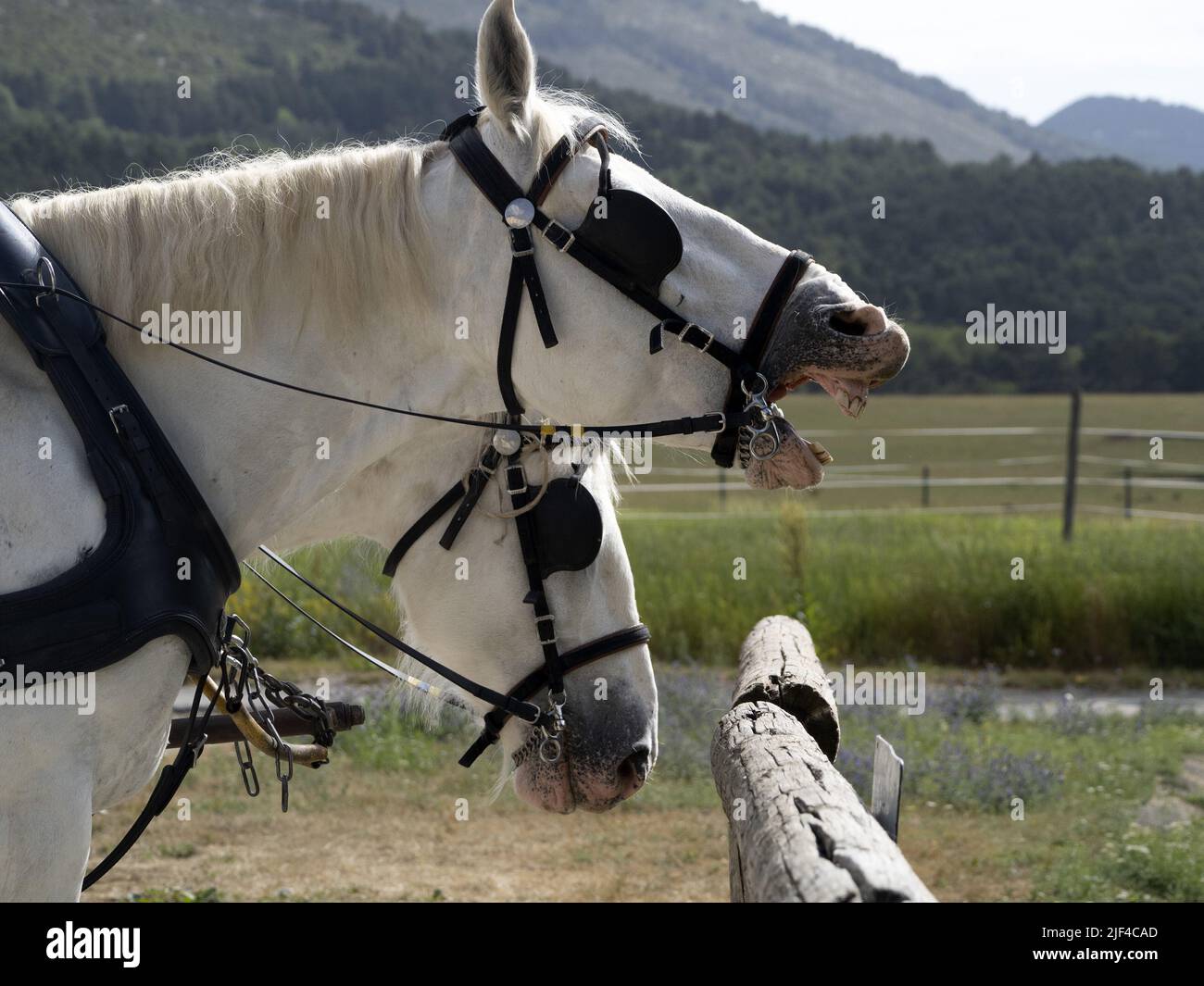 workhorse draft working horse close up detail Stock Photo - Alamy