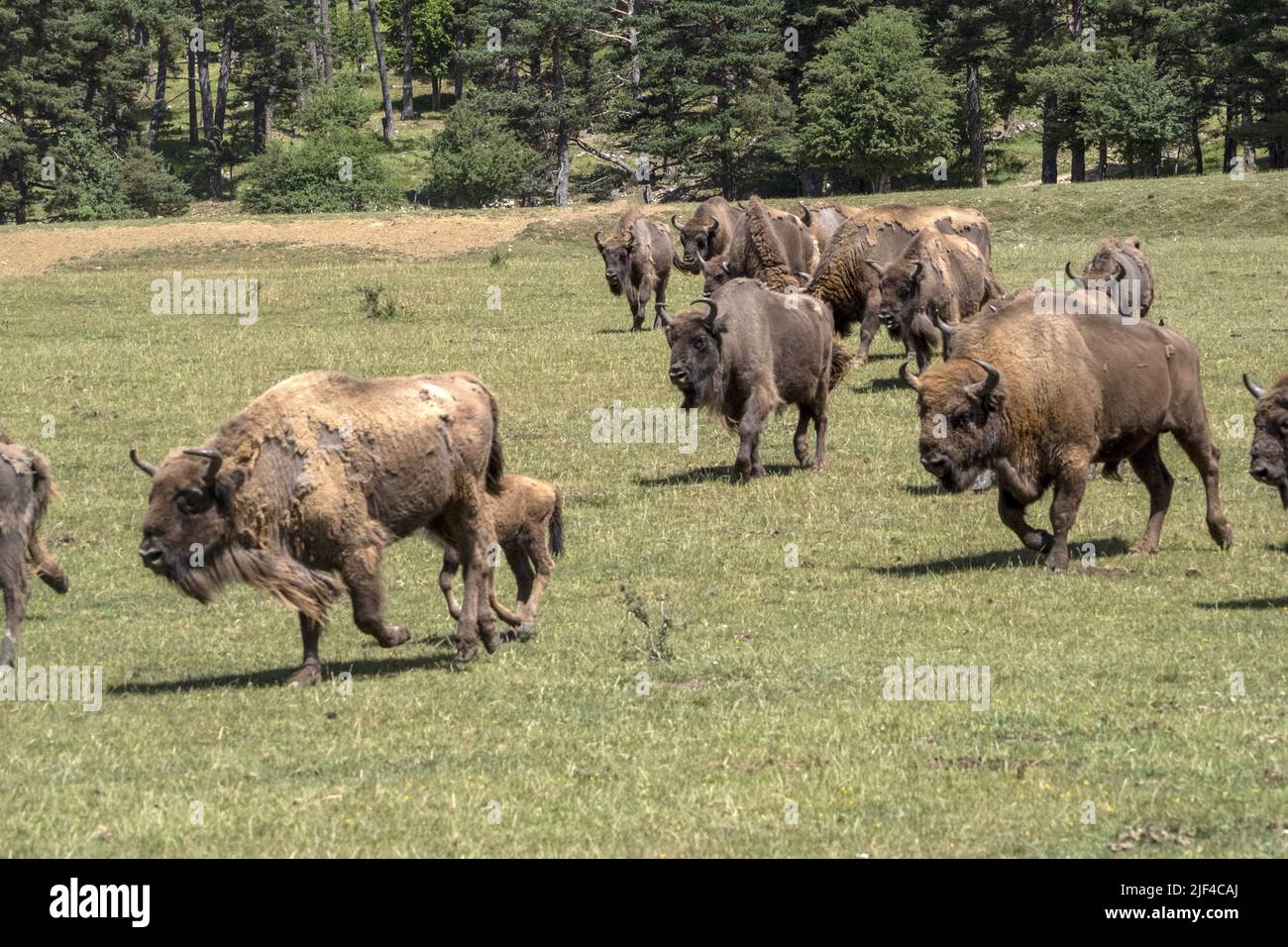European bison portrait in summer season Stock Photo - Alamy
