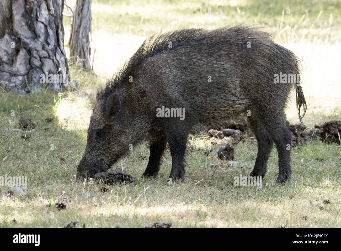 wild boar portrait in the forest in summer season Stock Photo - Alamy