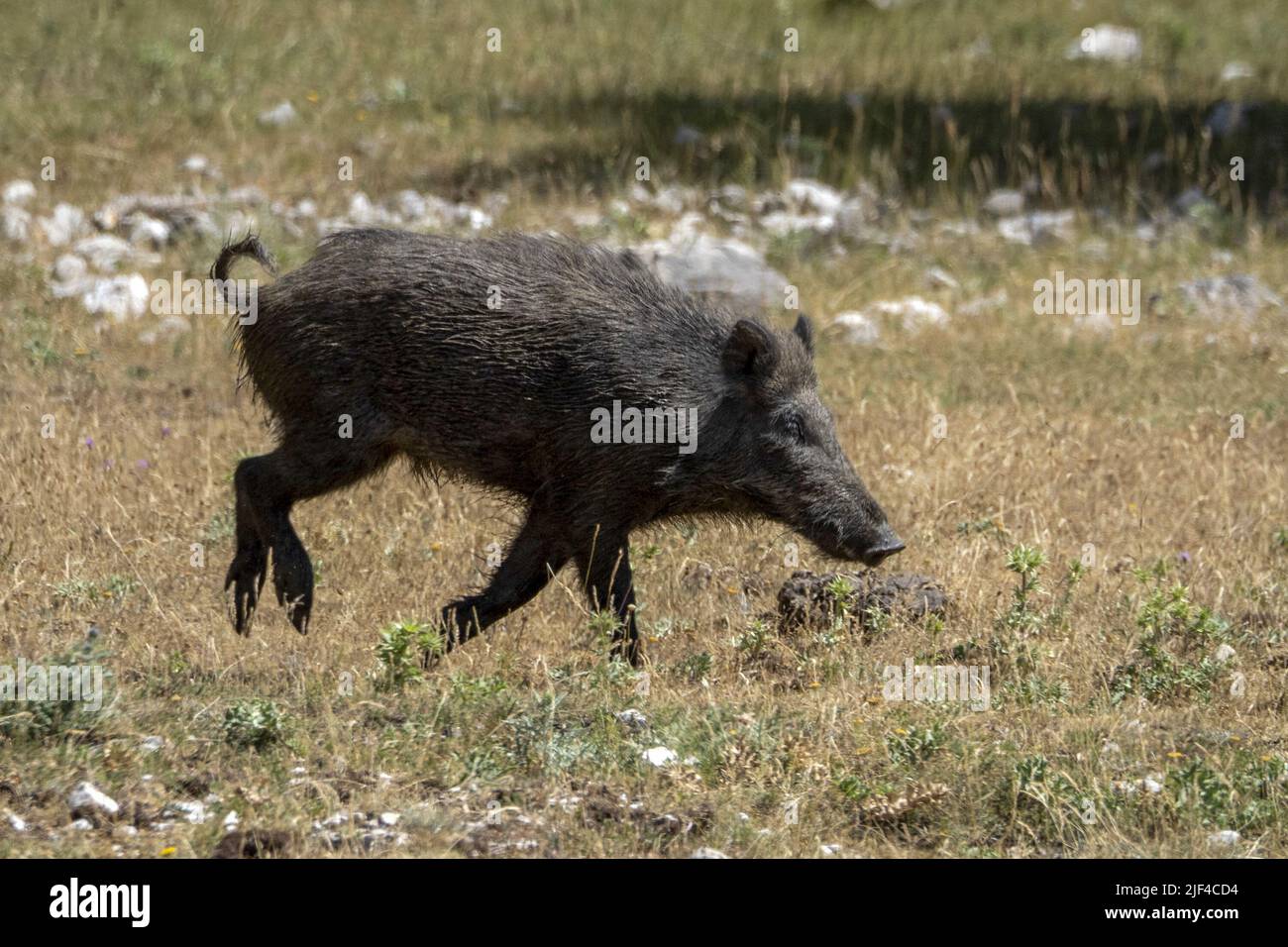 wild boar portrait in the forest in summer season Stock Photo - Alamy