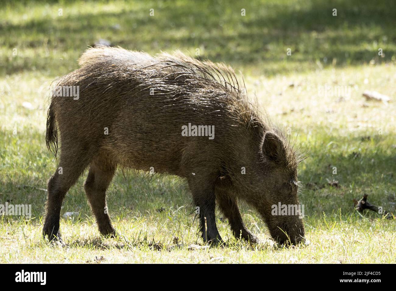 wild boar portrait in the forest in summer season Stock Photo - Alamy