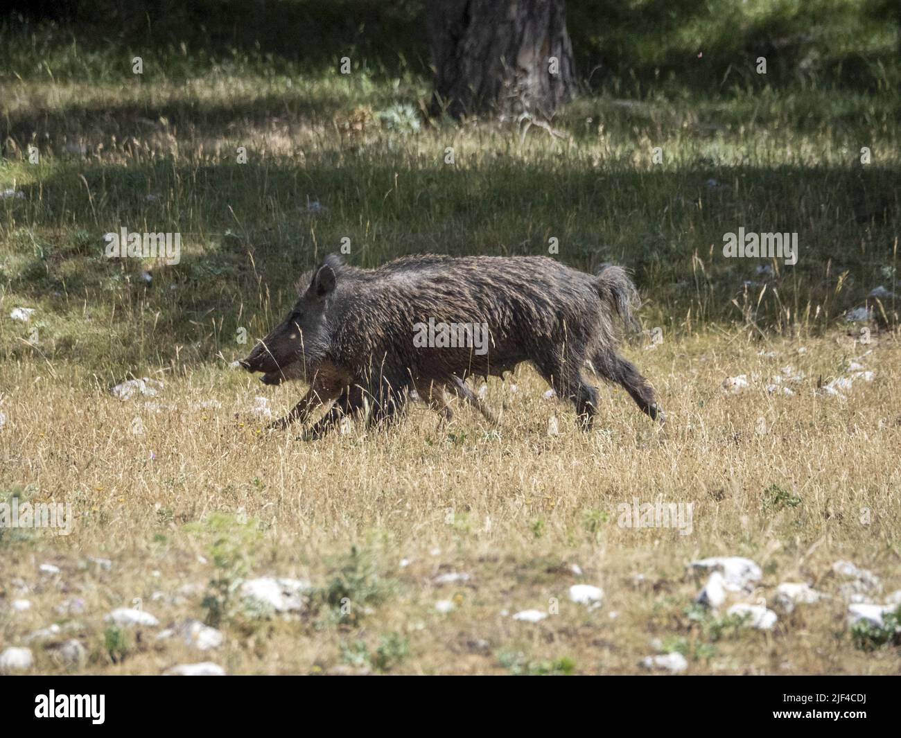 baby newborn wild boar portrait in the forest in summer season Stock ...