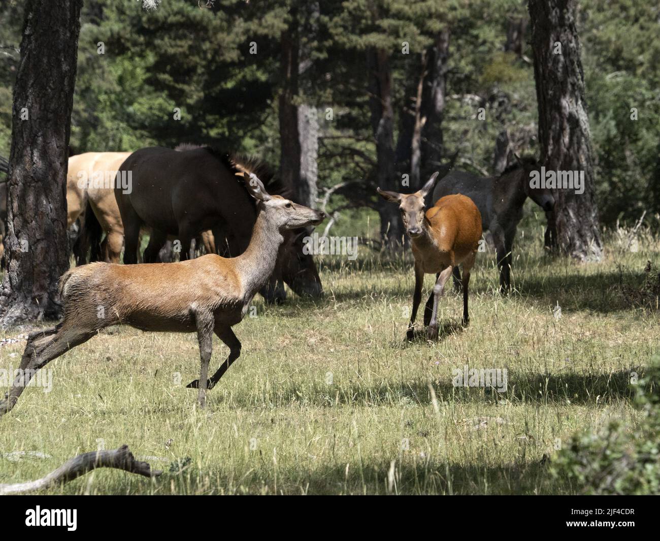 European deer portrait in summer season Stock Photo - Alamy
