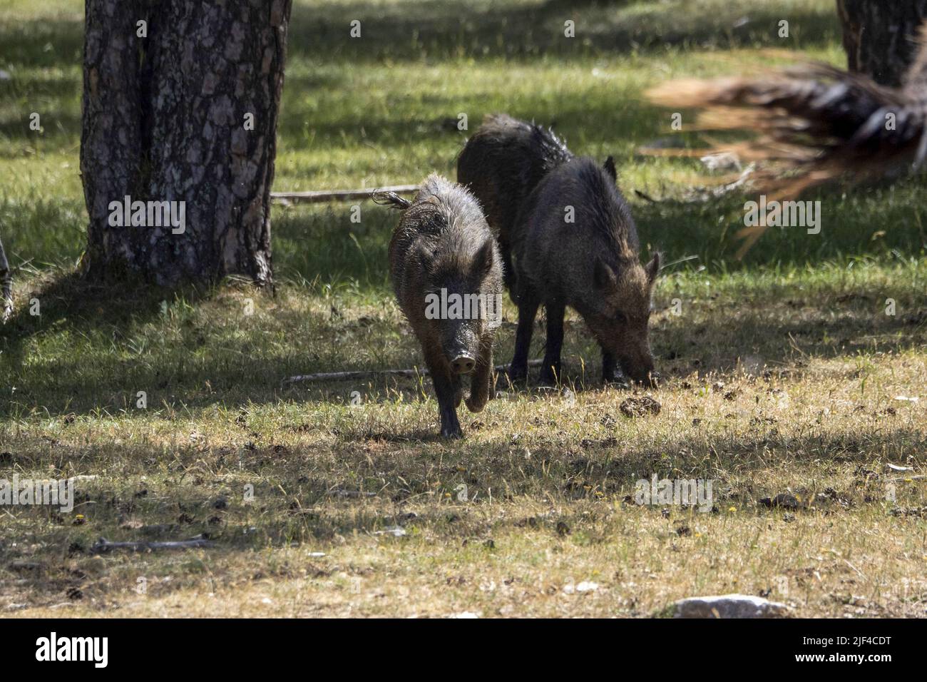 wild boar portrait in the forest in summer season Stock Photo - Alamy