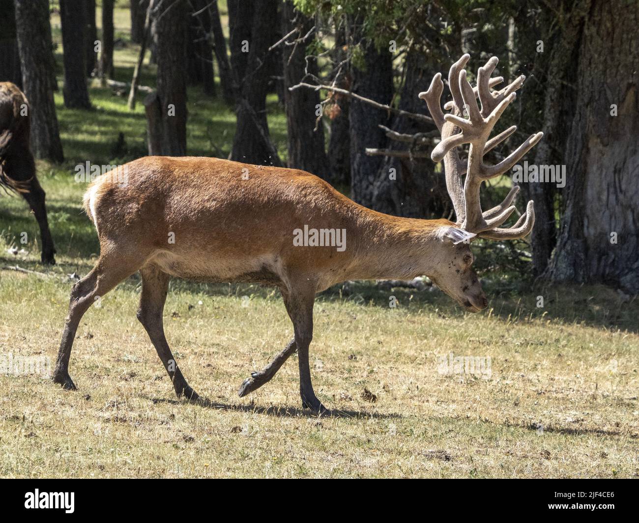 European deer portrait in summer season Stock Photo - Alamy