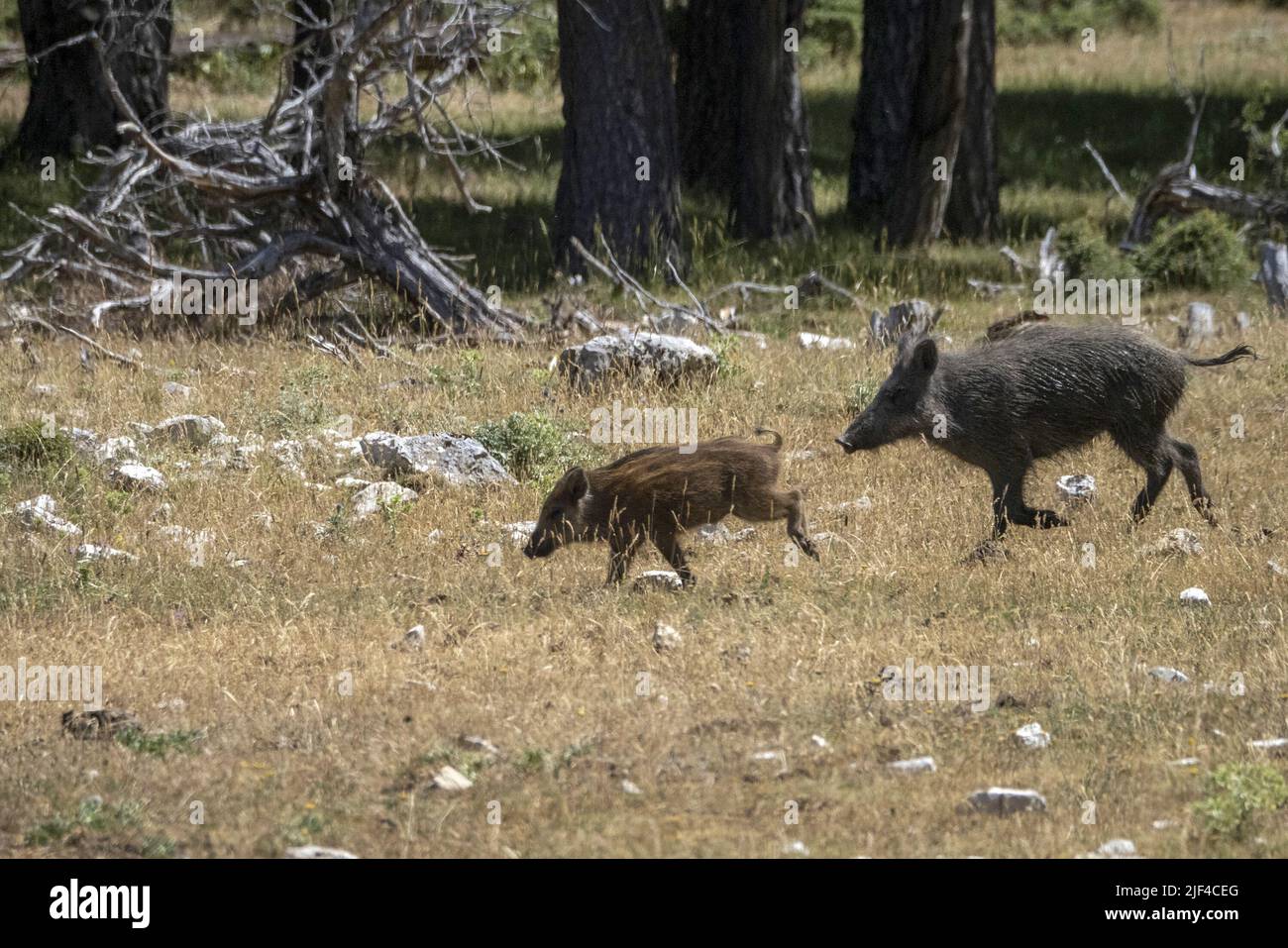 baby newborn wild boar portrait in the forest in summer season Stock ...