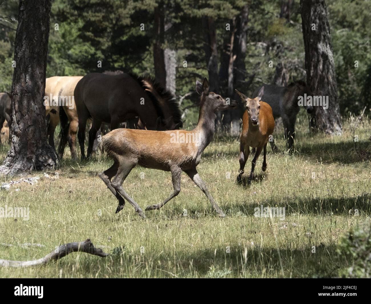 European deer portrait in summer season Stock Photo - Alamy