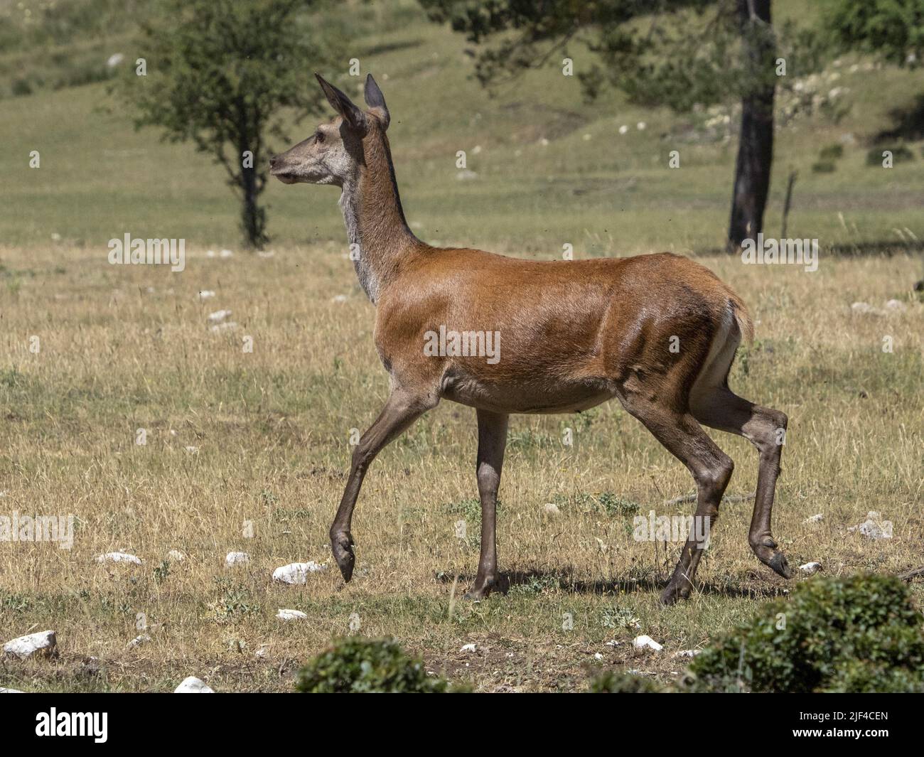 European deer portrait in summer season Stock Photo - Alamy