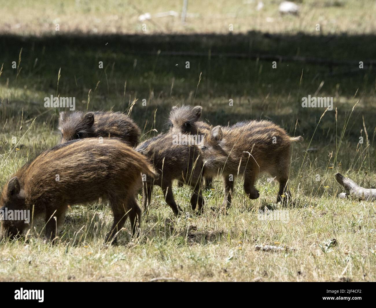 baby newborn wild boar portrait in the forest in summer season Stock ...