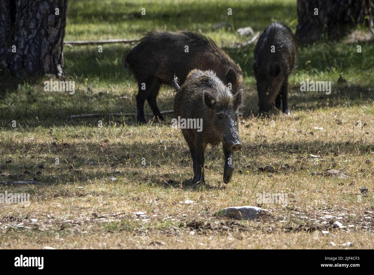 wild boar portrait in the forest in summer season Stock Photo - Alamy