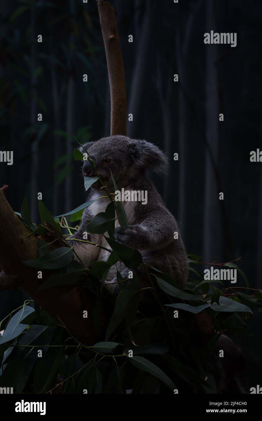 A vertical shot of a koala bear (Phascolarctos cinereus) at the zoo ...