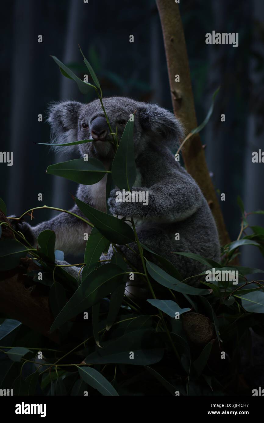 A vertical shot of a koala bear (Phascolarctos cinereus) at the zoo ...