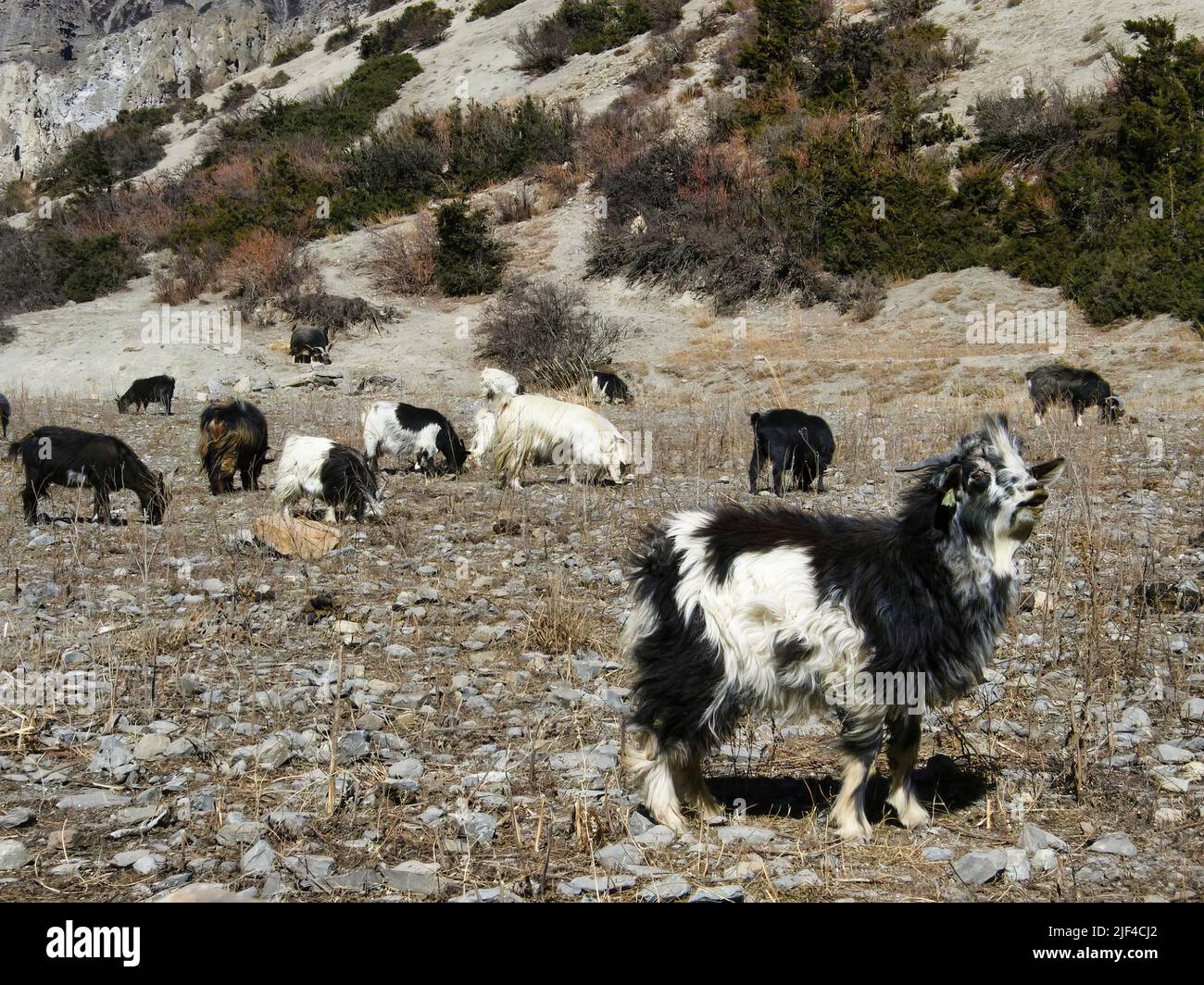 In the middle of the wild nature of Nepal, Manang in the valley of the ...