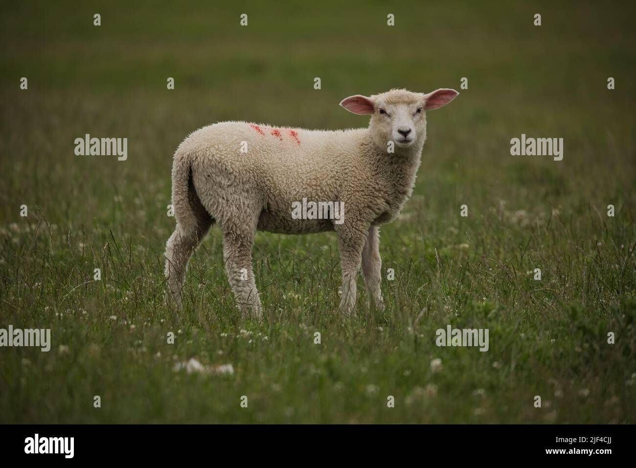 Schaf an der Nordsee Stock Photo - Alamy