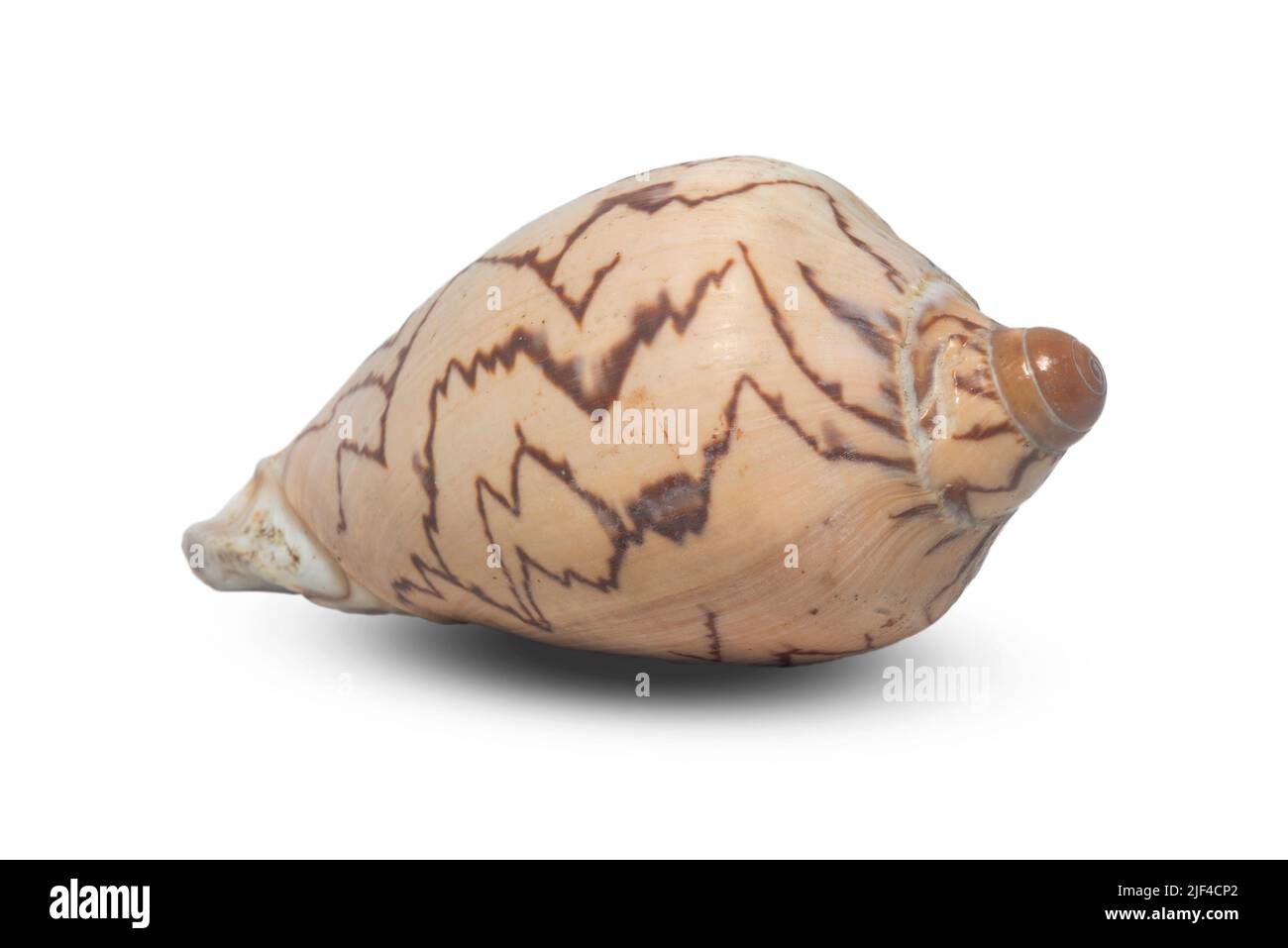 Conch Sea Shells on a white background Stock Photo - Alamy