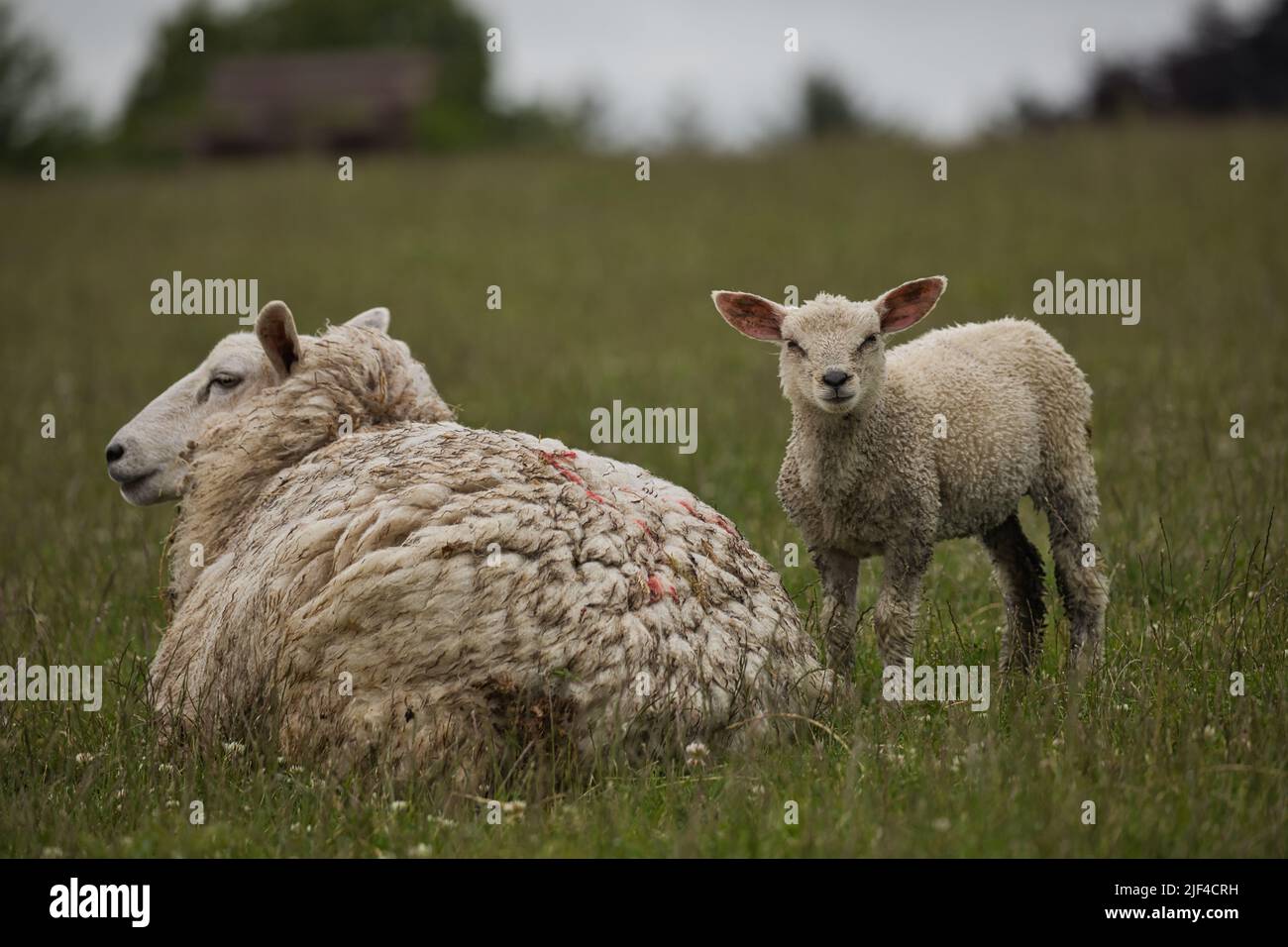 Schaf an der Nordsee Stock Photo - Alamy