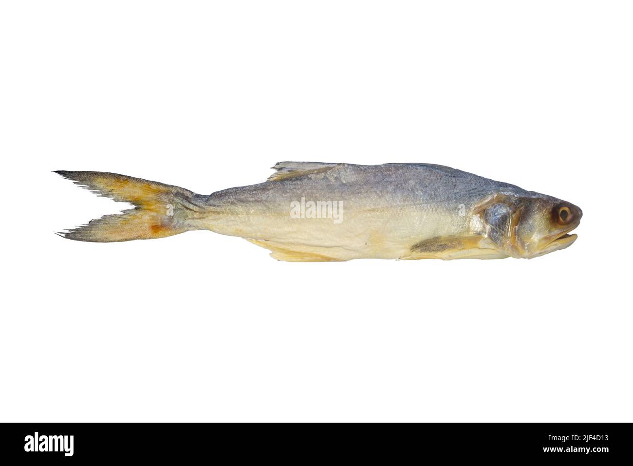 Threadfin salted fish isolated on white background Stock Photo - Alamy