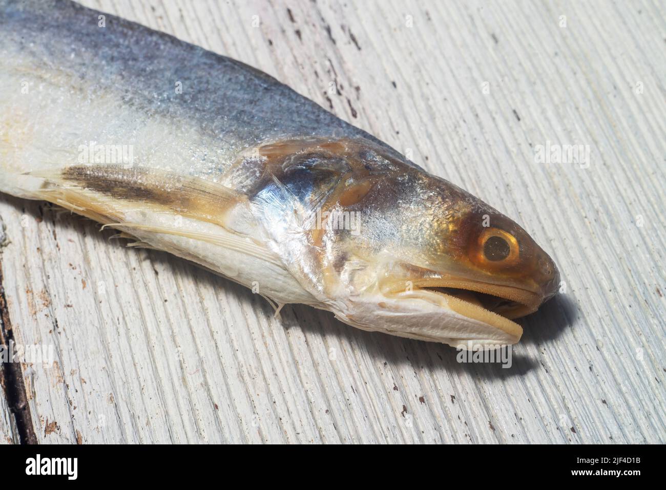 Threadfin salted fish isolated on white background Stock Photo - Alamy