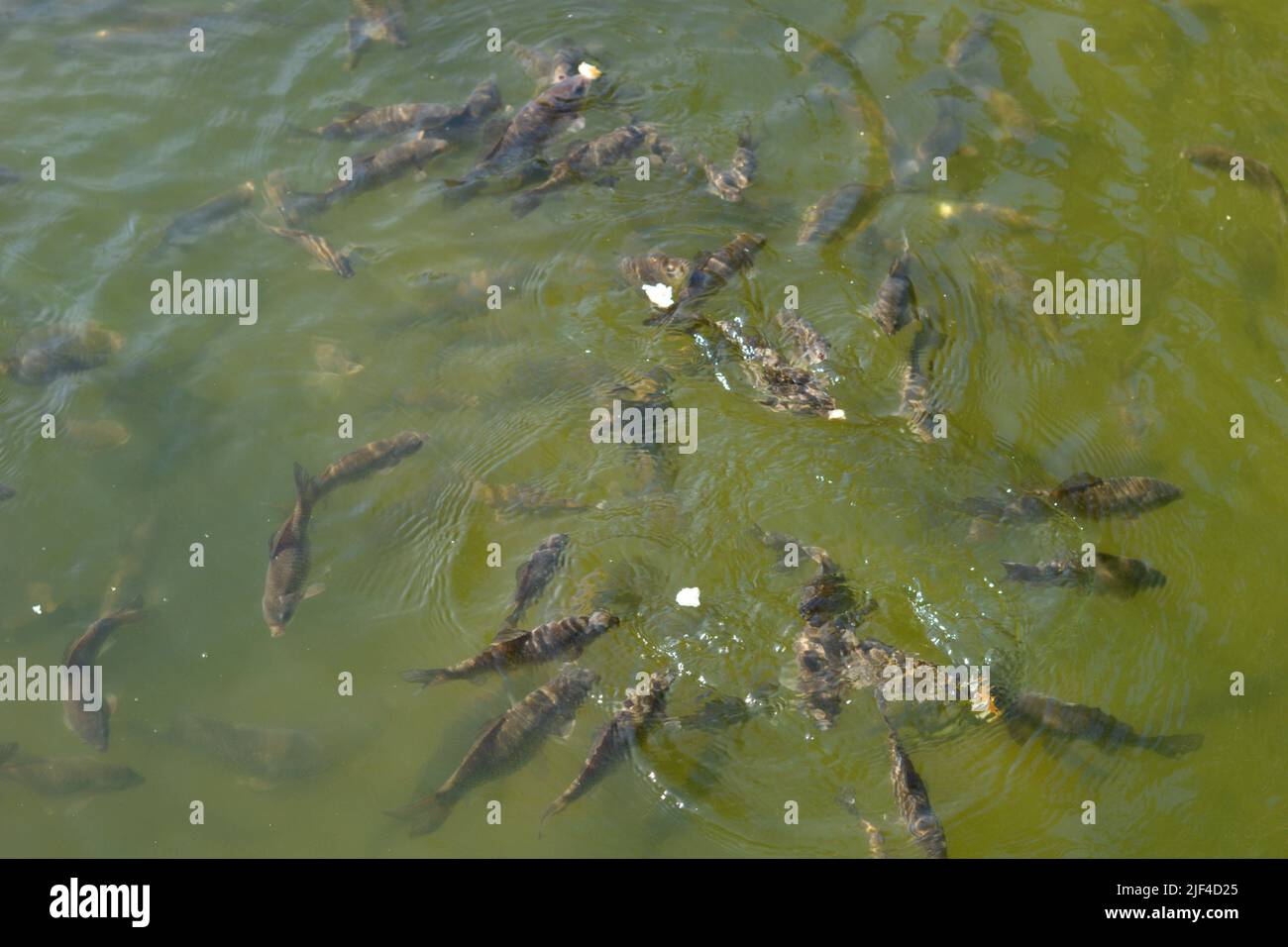 Lots of fish in the pond in the park. School of fish close to the ...