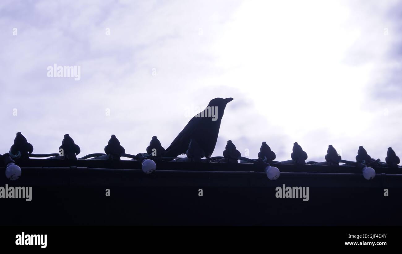 Die amsel hi-res stock photography and images - Alamy