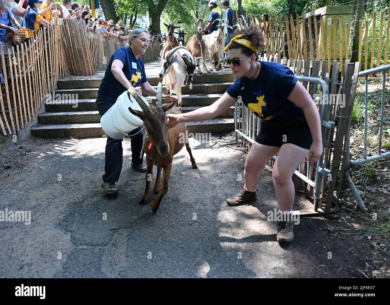 New York, NY, USA. 29th June, 2022. Twenty Goats are seen during the ...