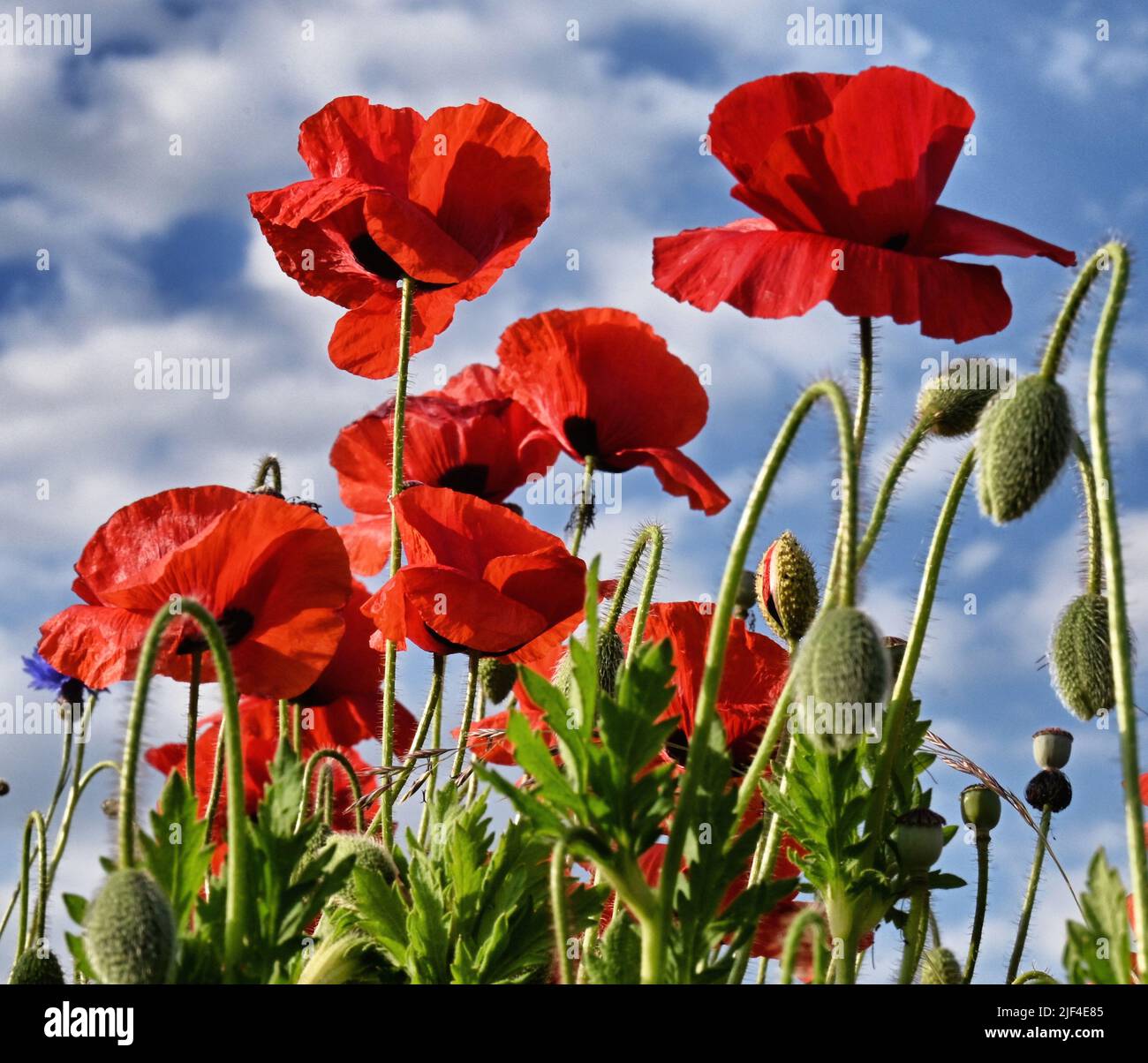 Poppies in Oxfordshire, UK Stock Photo - Alamy