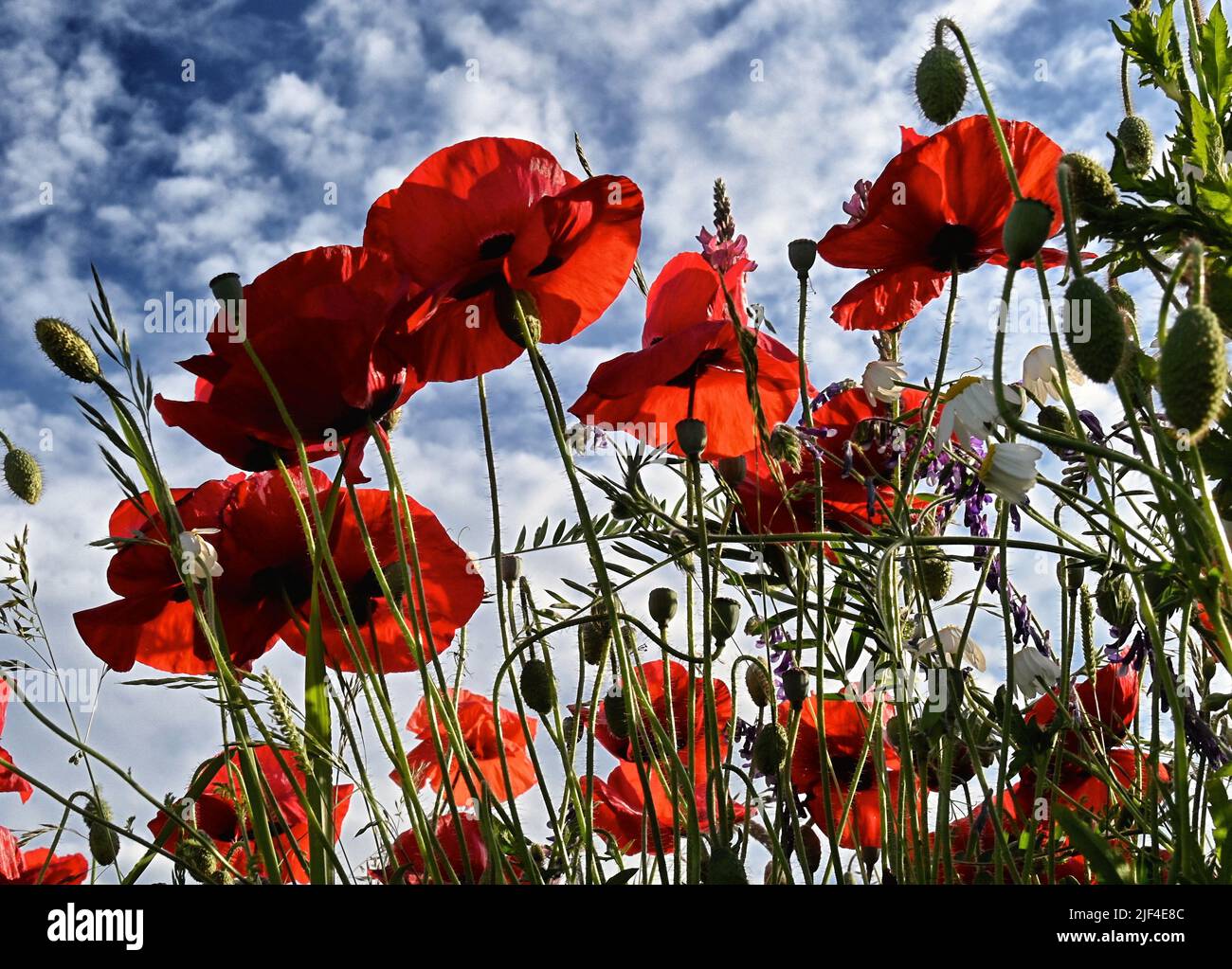 Poppies rewilding hi-res stock photography and images - Alamy