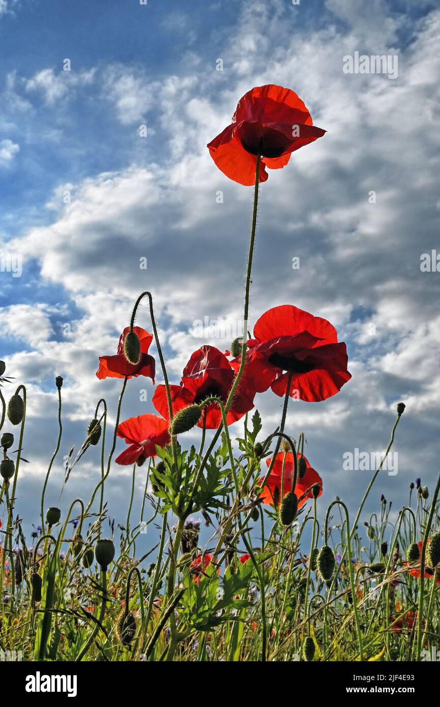 Poppies rewilding hi-res stock photography and images - Alamy