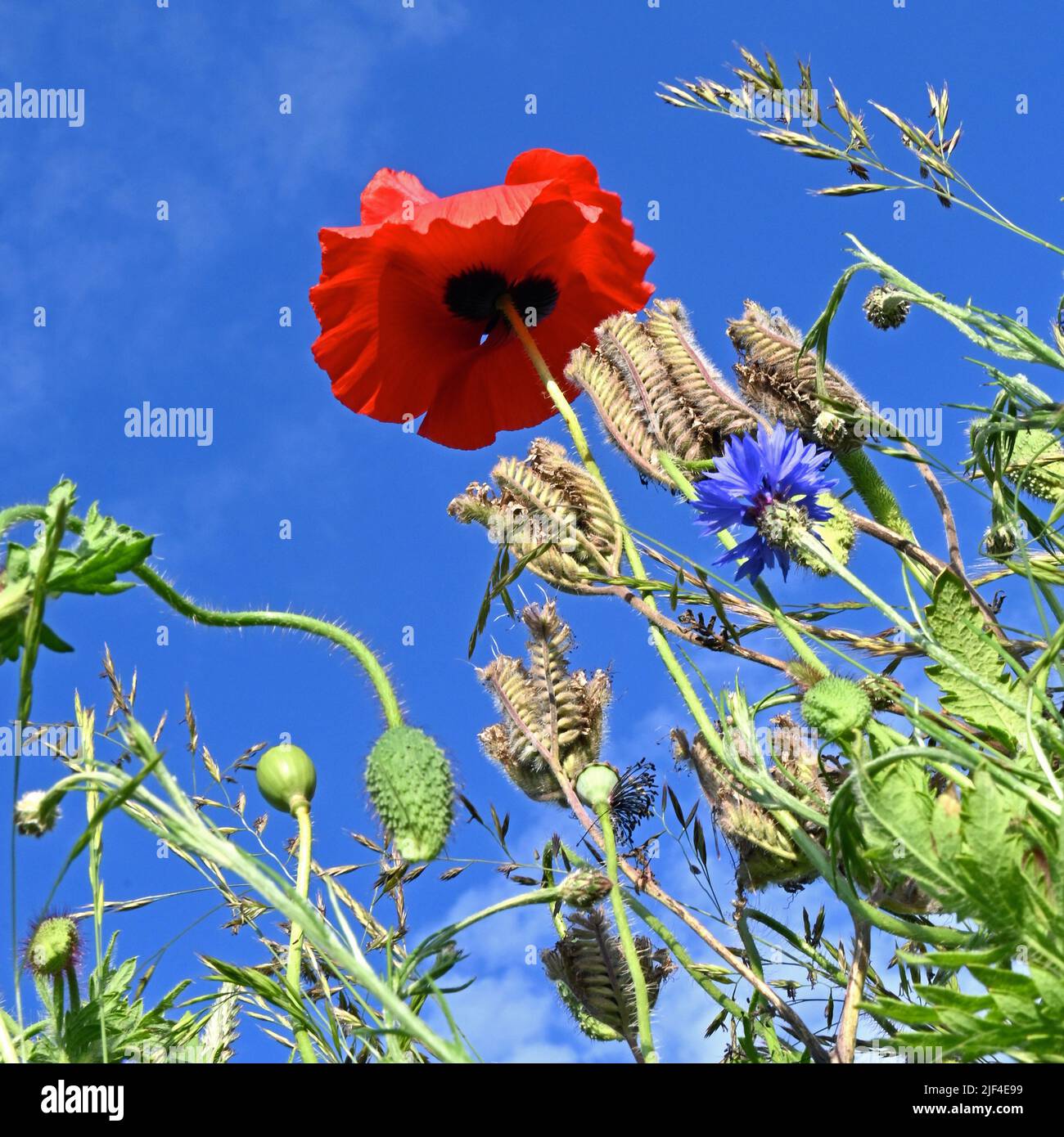 Poppies rewilding hi-res stock photography and images - Alamy