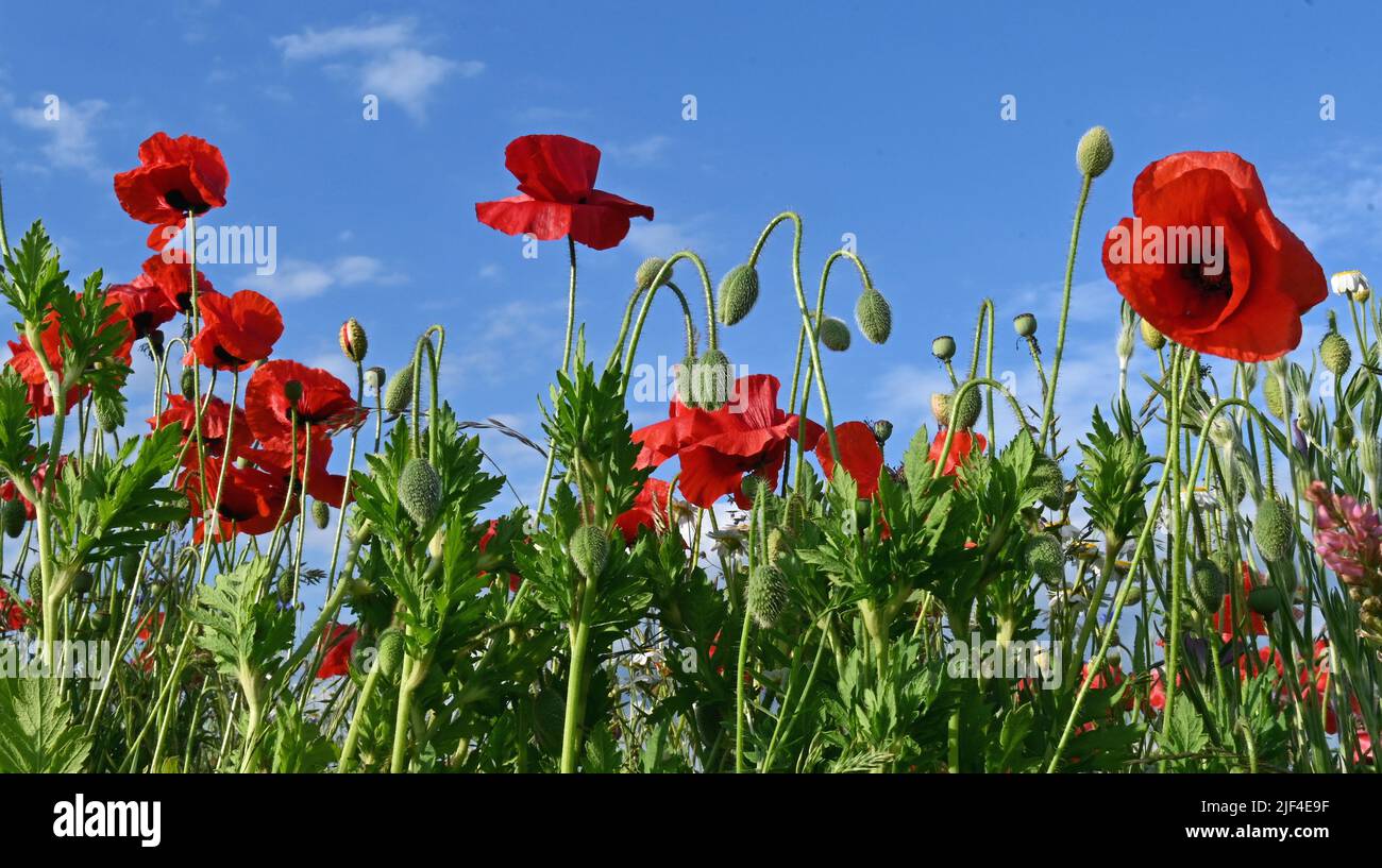 Poppies rewilding hi-res stock photography and images - Alamy