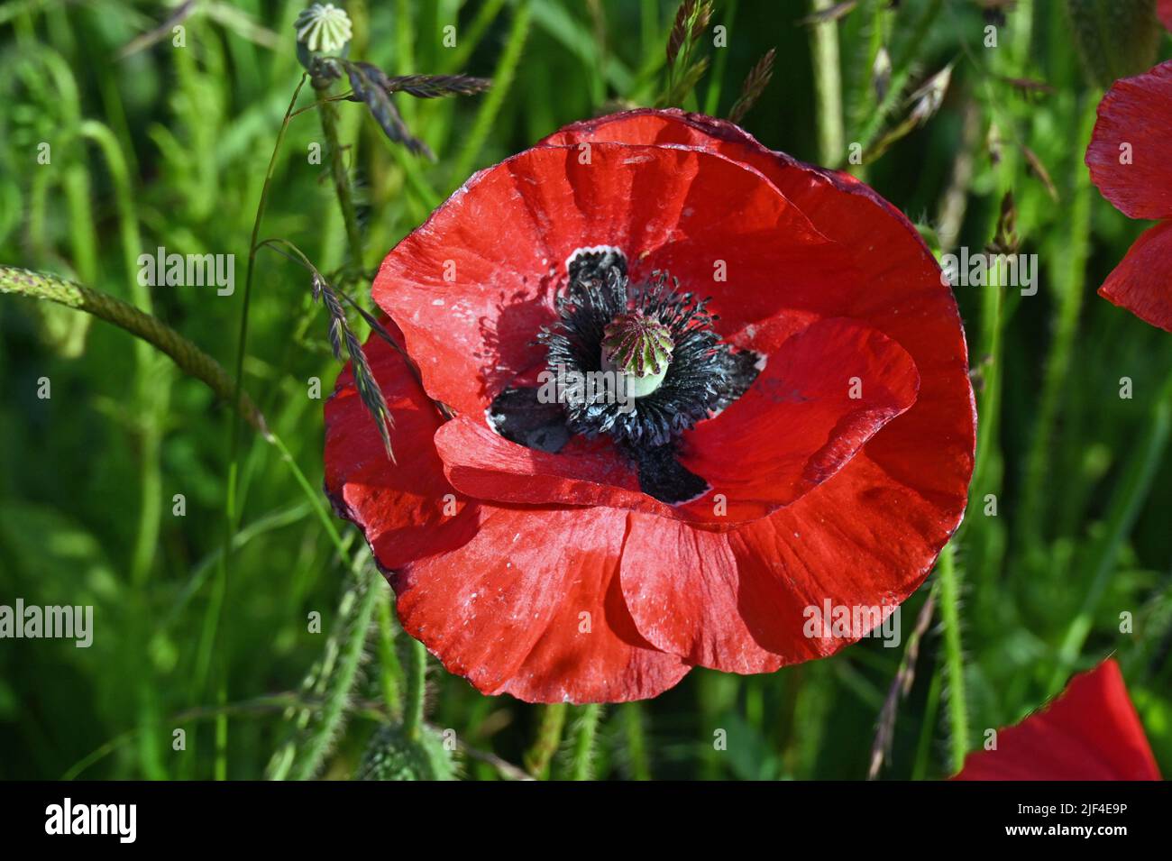 Poppies rewilding hi-res stock photography and images - Alamy